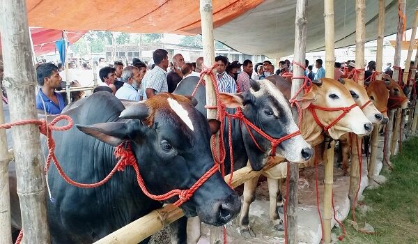 শেষ মুহূর্তে জমে উঠেছে মতলবের কোরবানির পশু বেচাকেনা – Rupali Barta ...